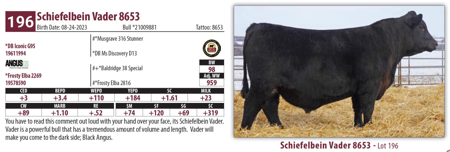 Lot 196: Schiefelbein Farms - Annual Angus Bull Sale | DVAuction