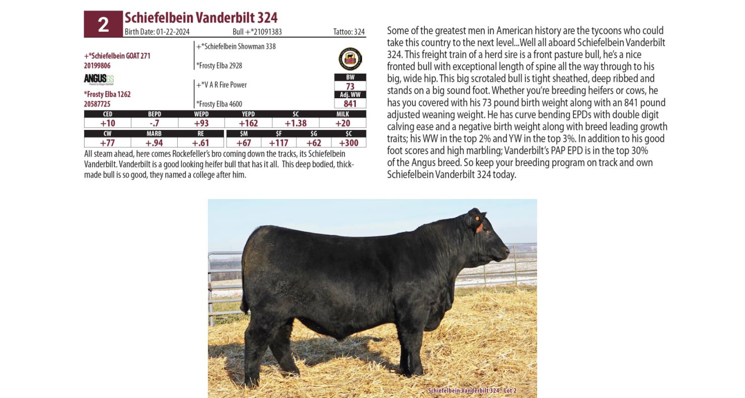 Lot 2: Schiefelbein Farms - Annual Angus Bull Sale | DVAuction