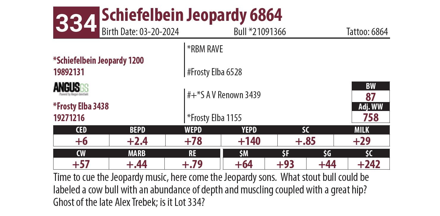 Lot 334: Schiefelbein Farms - Annual Angus Bull Sale | DVAuction