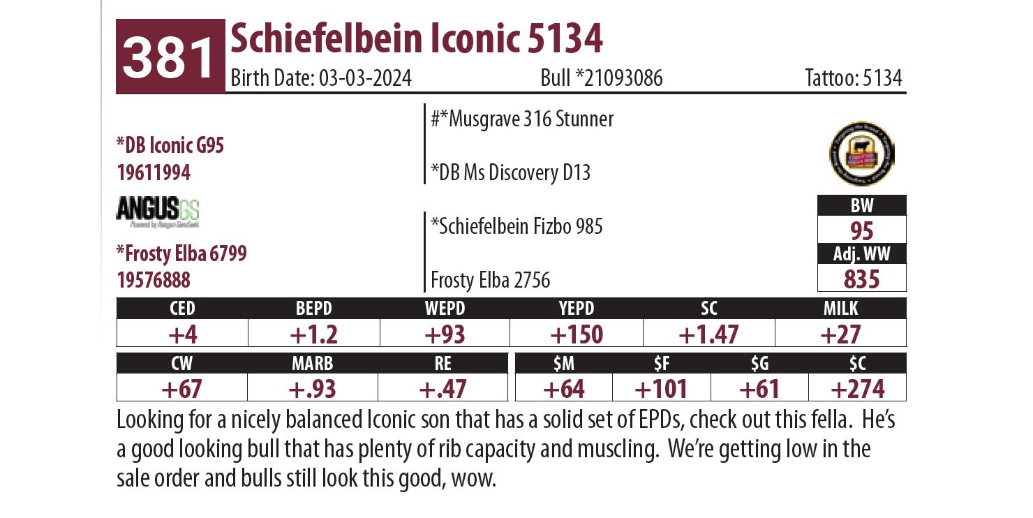 Lot 381: Schiefelbein Farms - Annual Angus Bull Sale | DVAuction