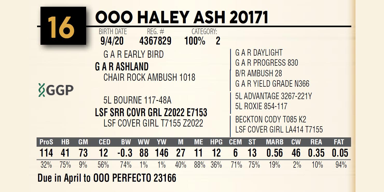 Lot 16 - OOO HALEY ASH 20171: Bledsoe Ranch - 2022 and Older Heifers Complete Dispersal ...
