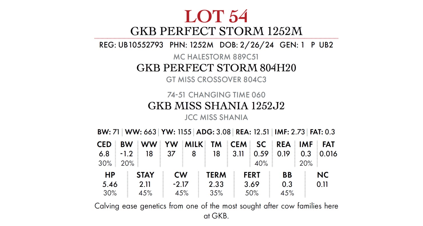 Lot 54: GKB Cattle - Brangus Production Sale | DVAuction