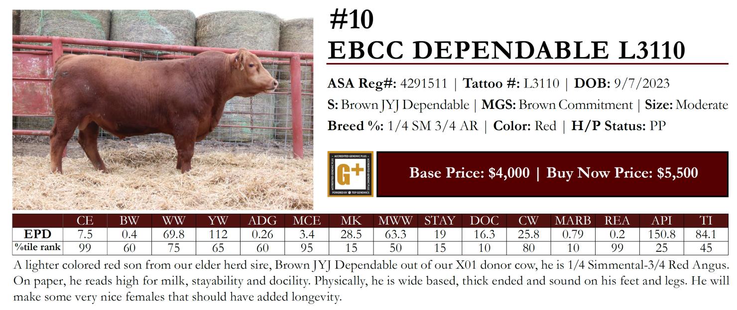 Lot 10 - EBCC DEPENDABLE L3110: Miller Cattle Company - Online Sale ...