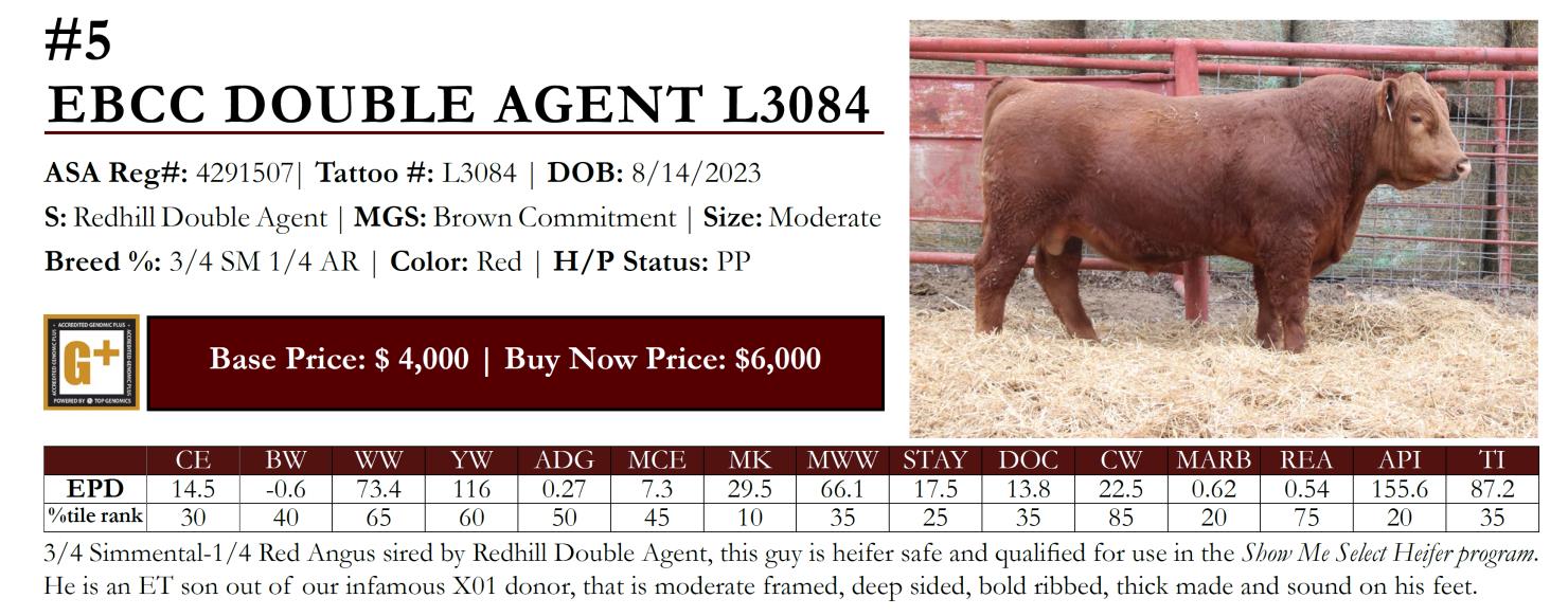 Lot 5 - EBCC DOUBLE AGENT L3084: Miller Cattle Company - Online Sale ...