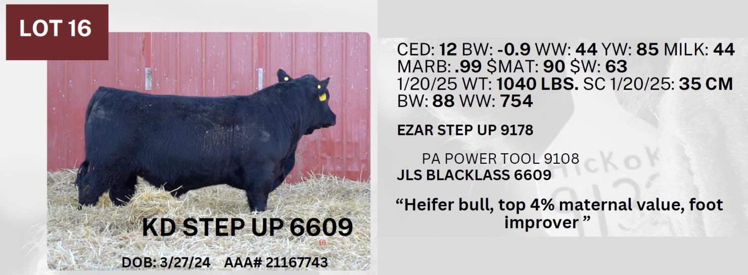 Lot 16 - KD Step up 6609: KD Angus - Annual Production Sale | KD Angus