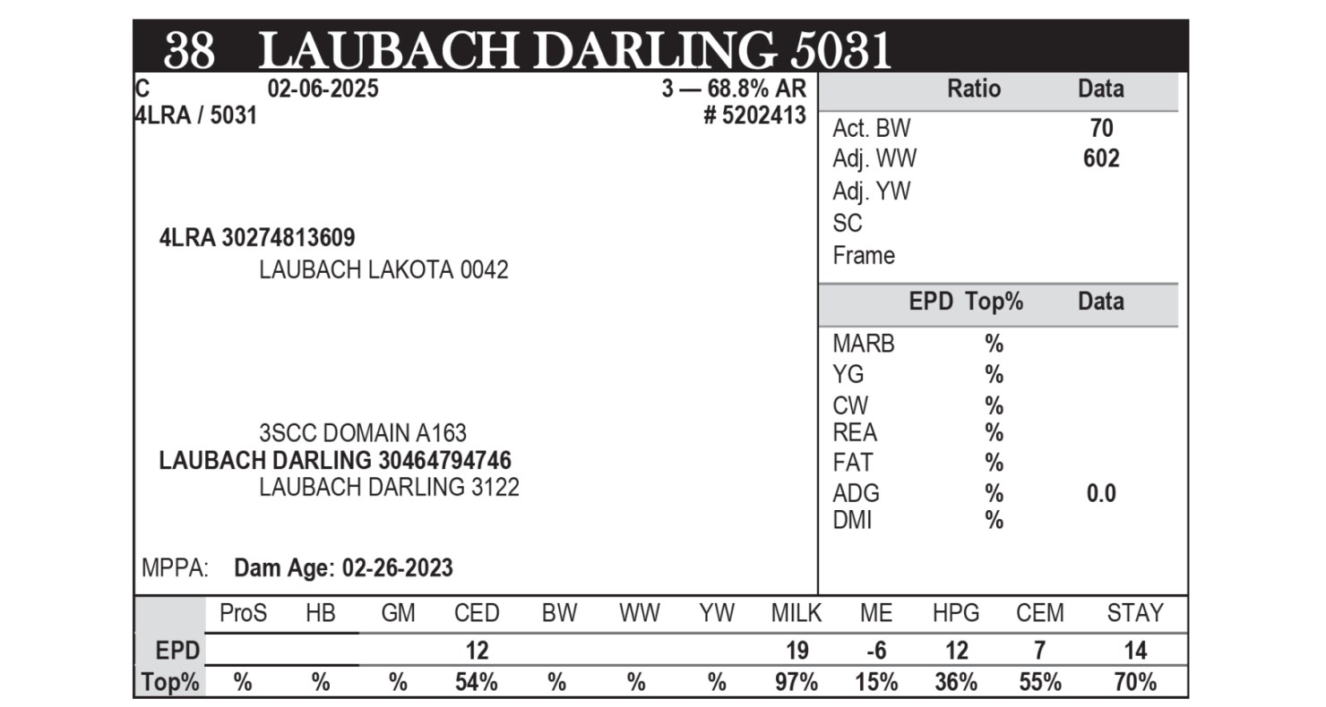Lot 38 - LAUBACH DARLING 5031: Laubach Red Angus Production Sale ...