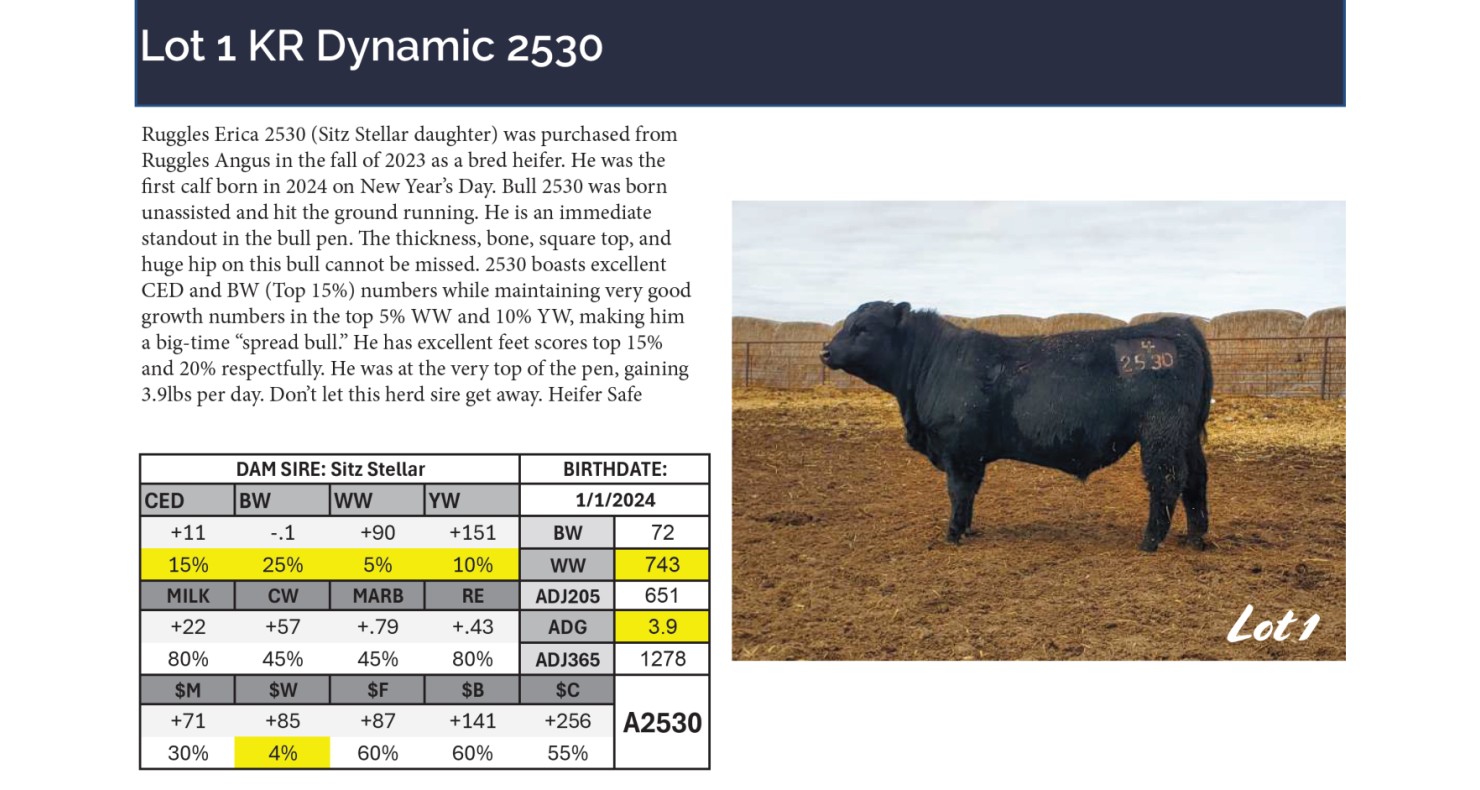 Lot 1: Kugler Ranch - Annual Bull Sale | DVAuction