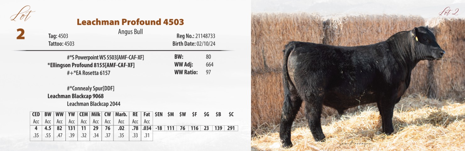 Lot 2 - Leachman Profound 4503: Leachman Angus Ranch - Online Sale ...