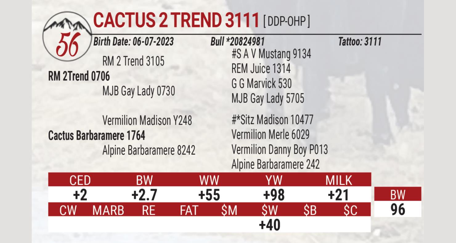 Lot 56: Cactus Cattle Company - Annual Bull Sale | DVAuction