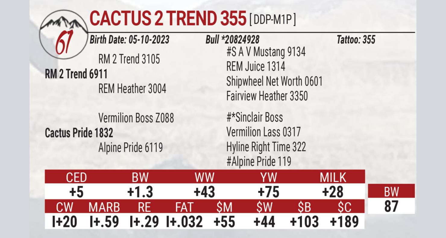 Lot 61: Cactus Cattle Company - Annual Bull Sale | DVAuction