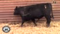 Lot 54: Cactus Cattle Company - Annual Bull Sale | DVAuction
