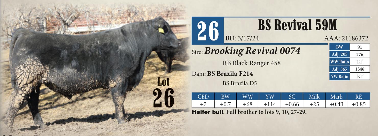 Lot 26: Slovek Ranch - Annual Angus & Angus Plus Genetics Bull Sale ...