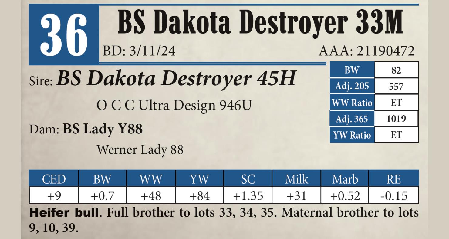 Lot 36: Slovek Ranch - Annual Angus & Angus Plus Genetics Bull Sale ...