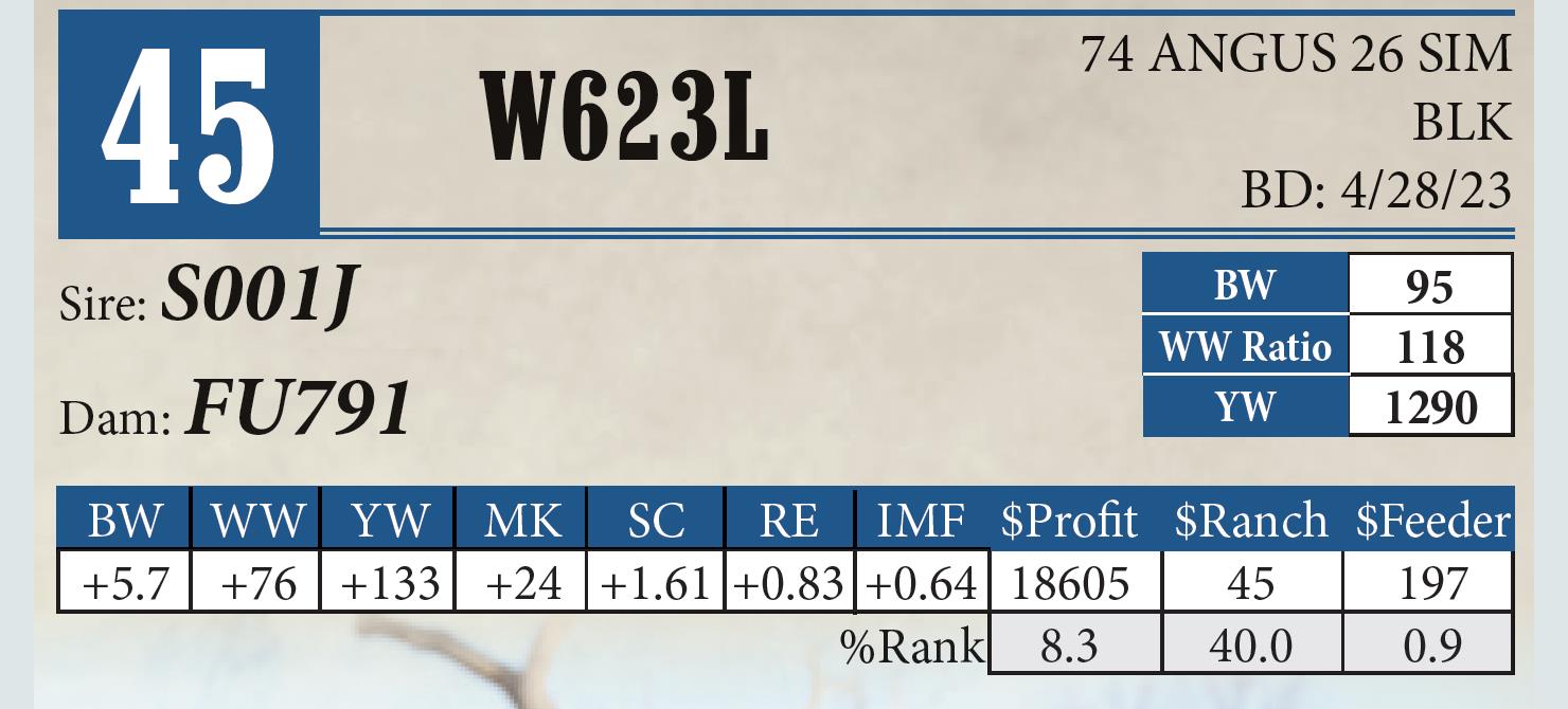 Lot 45: Slovek Ranch - Annual Angus & Angus Plus Genetics Bull Sale ...