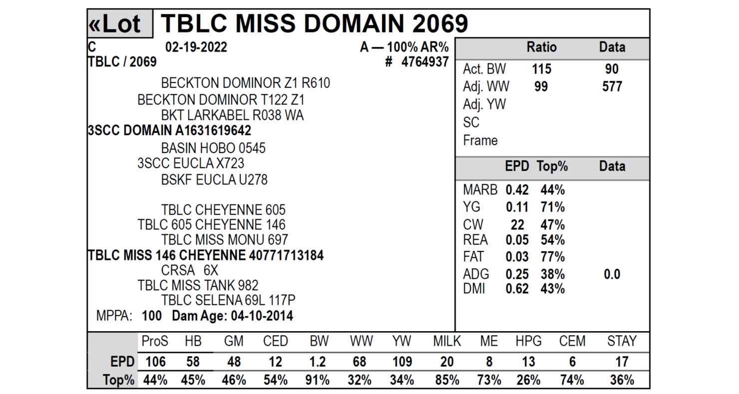 Lot 9 - TBLC MISS DOMAIN 2069: BC Cattle Co. - Registered Fall Bred Red ...