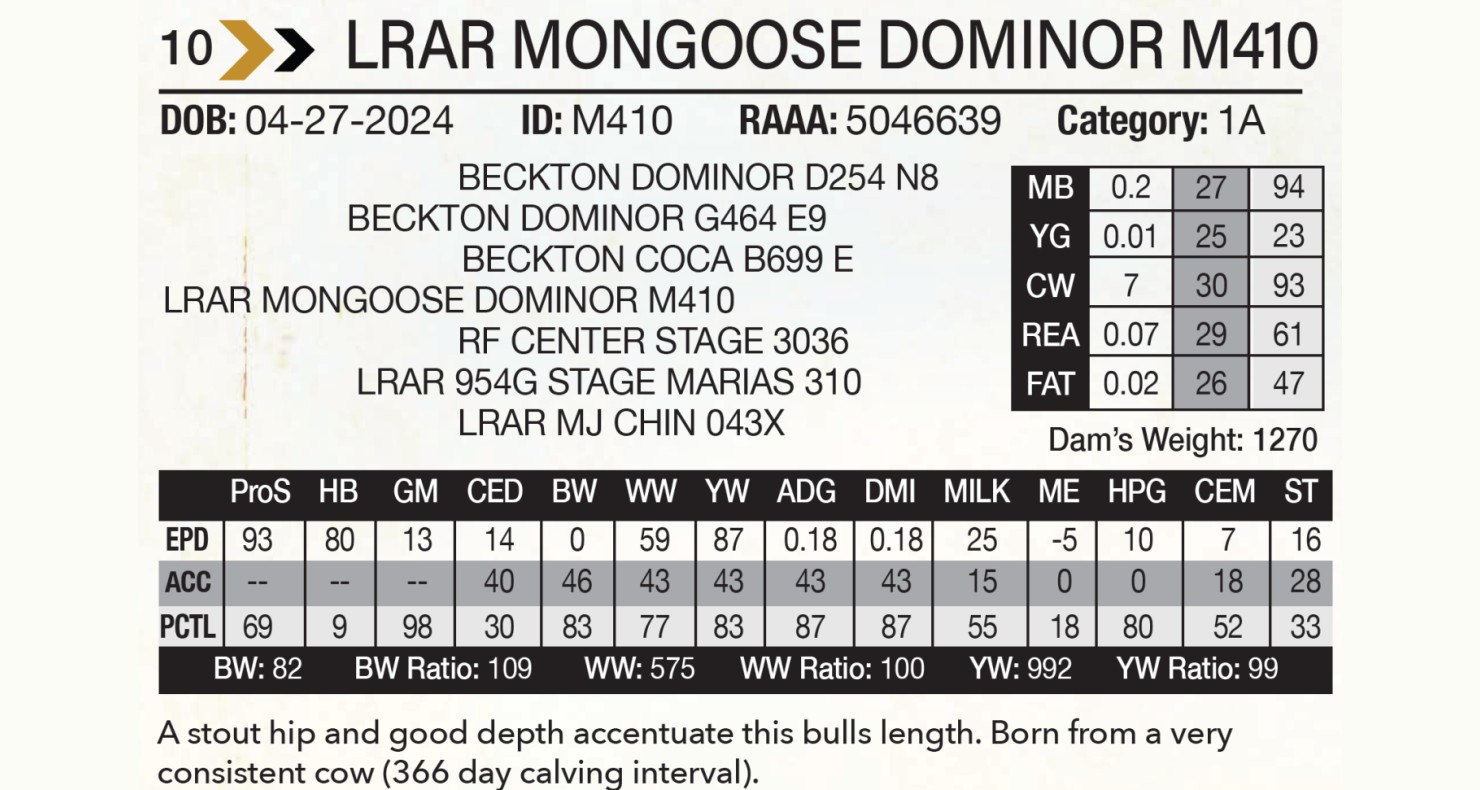Lot 10 - LRAR MONGOOSE DOMINOR M410: Lytle Red Angus - Best Last Chance ...