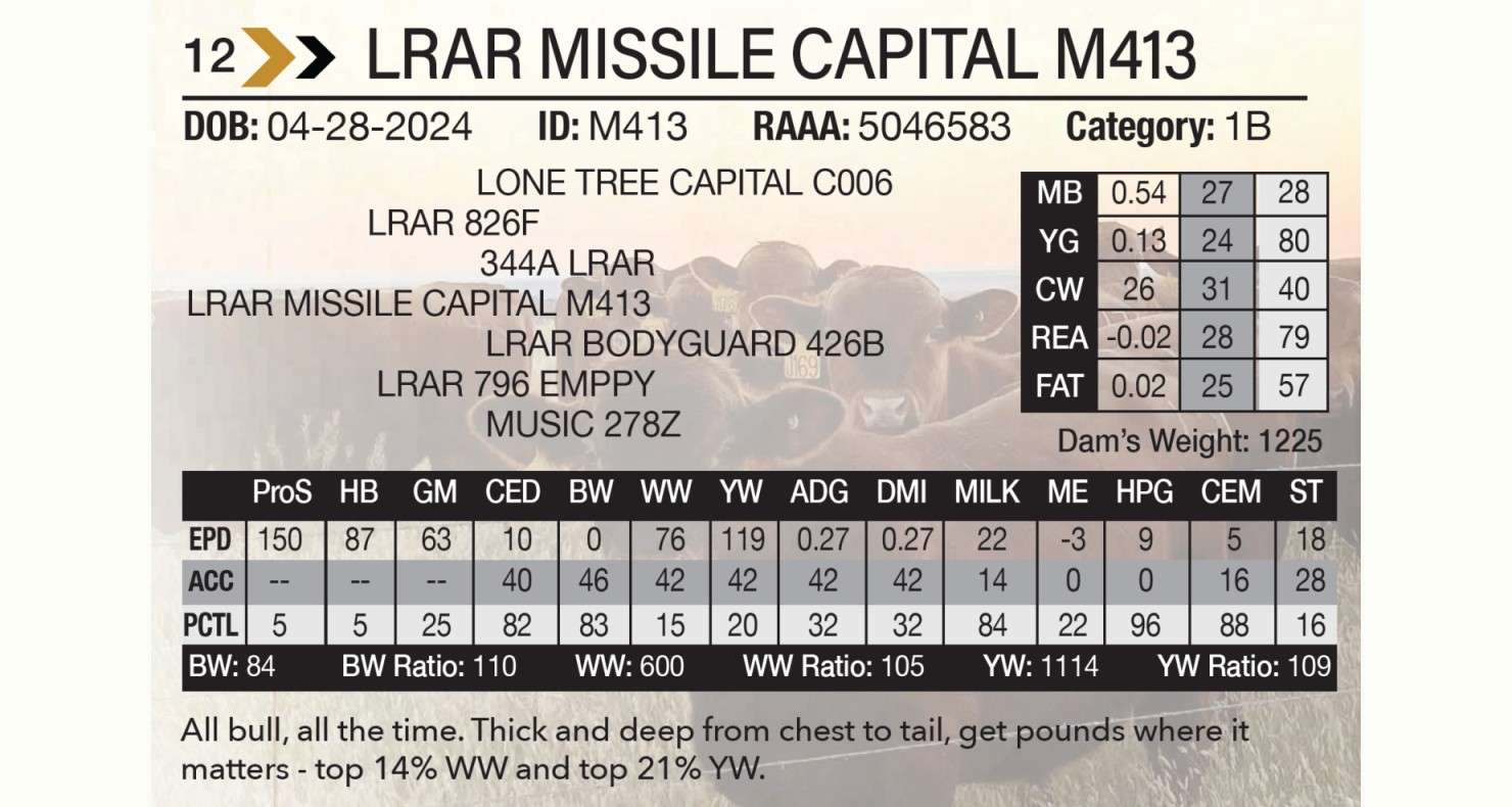 Lot 12 - LRAR MISSILE CAPITAL M413: Lytle Red Angus - Best Last Chance Sale | Lytle Red Angus