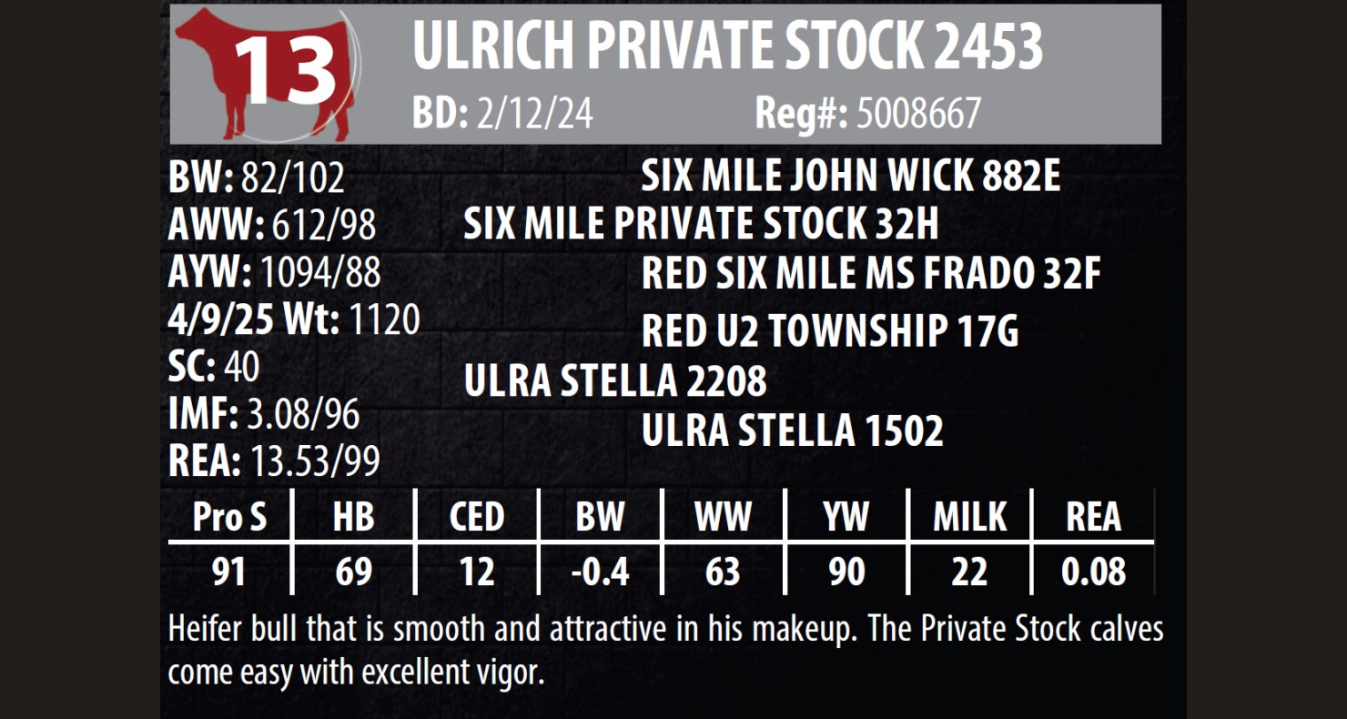 Lot 13: Ulrich Red Angus - Annual Red Angus Bull Sale | DVAuction