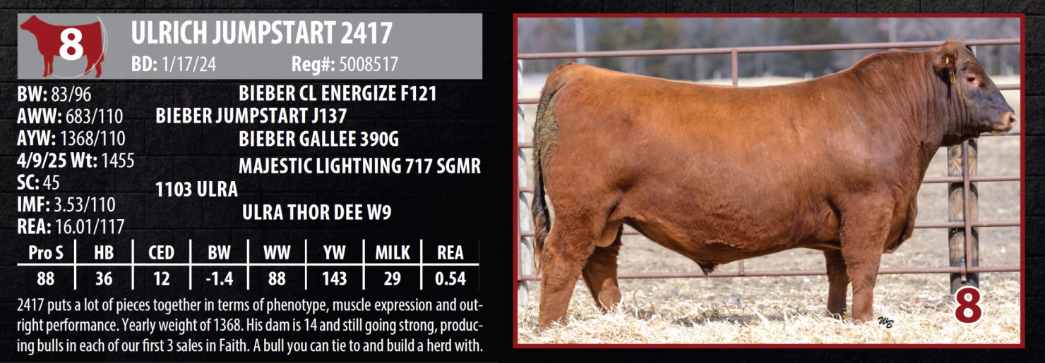 Lot 8: Ulrich Red Angus - Annual Red Angus Bull Sale | DVAuction