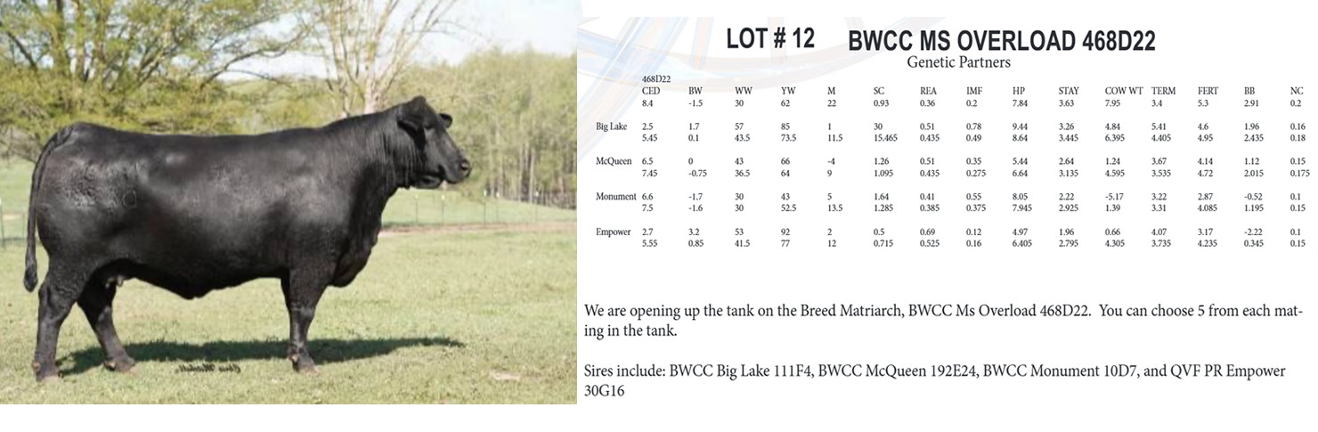 Lot 12A - BWCC MS OVERLOAD 468D22 - BWCC Big Lake 111F4: Genetic ...