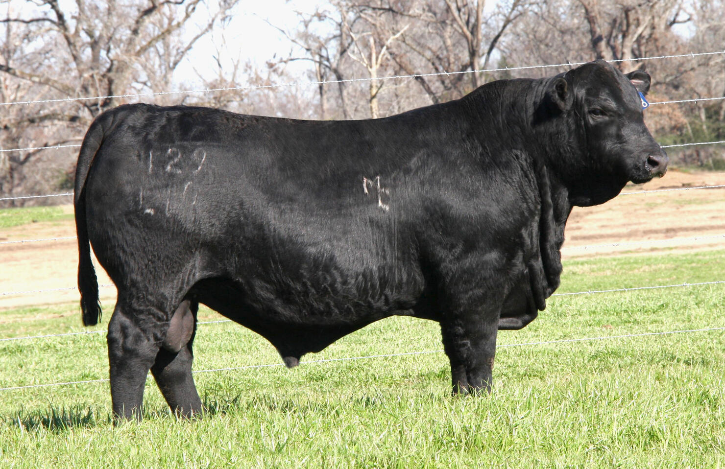 Lot 29c - MC HAMMER TIME 129L10: Vanna Farms & The Genetic Partners ...