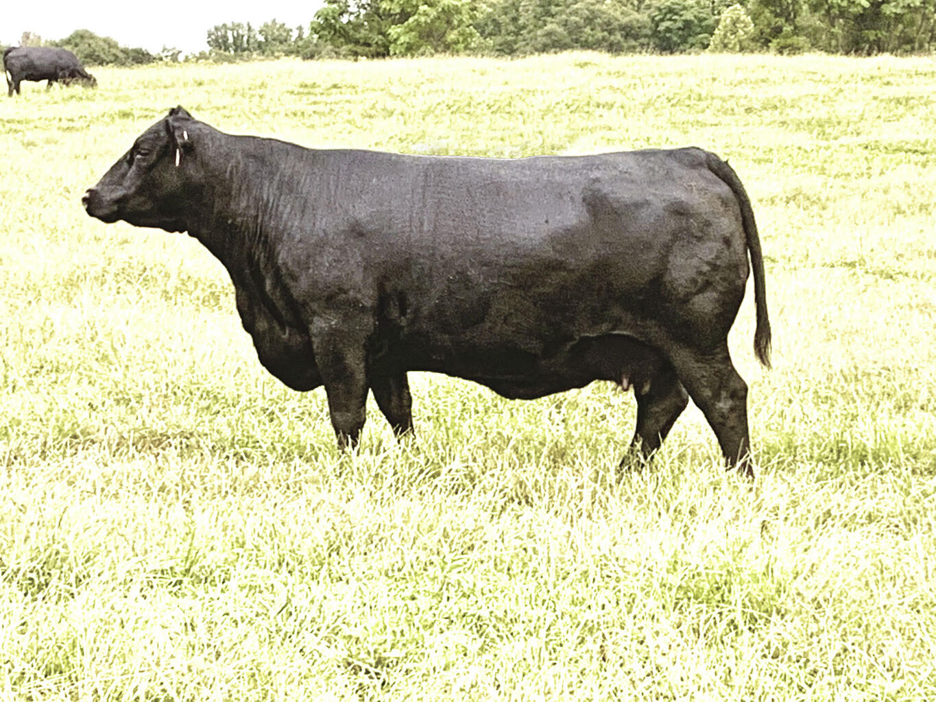 Lot 21 - VF MS CHILL FACTOR 000D3 x QVF PR EMPOWER 30G16: Vanna Farms ...