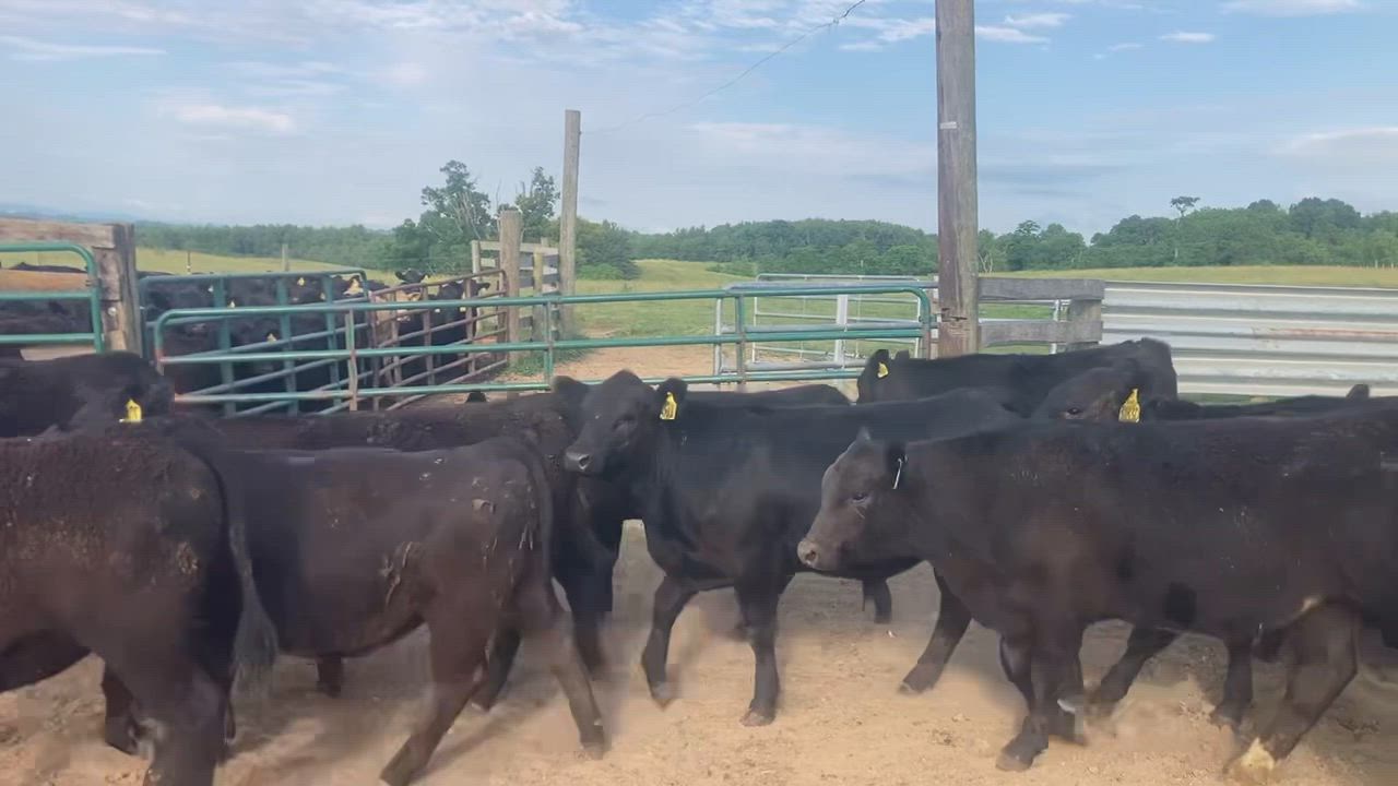 Lot 33 - 66 Steers (Home Raised): Virginia Cattlemen’s Association ...