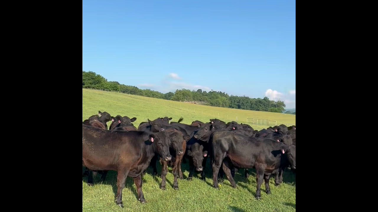 Lot 35 - 60 Steers (Home Raised): Virginia Cattlemen’s Association ...