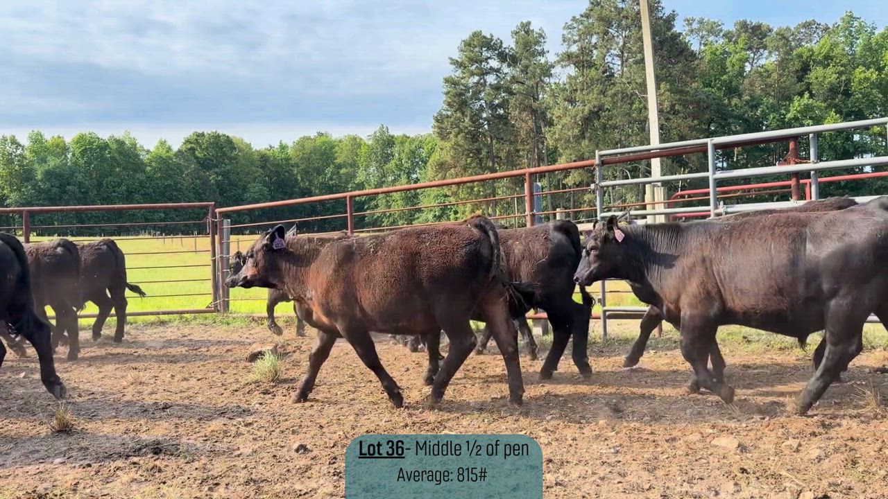 Lot 36 - 60 Steers (Home Raised, VQA Purple Tag): Virginia Cattlemen’s ...