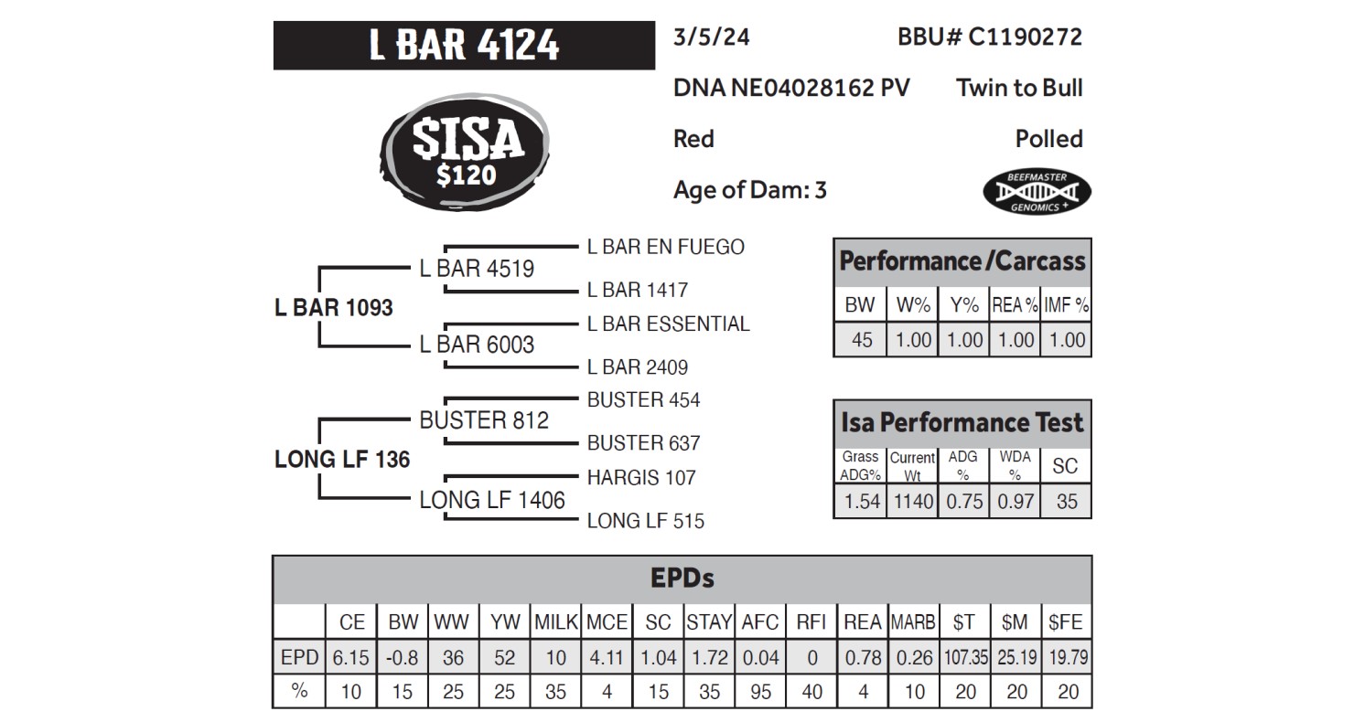 Lot 4124: Isa Beefmasters, LLC - 64th Beefmaster Bull Sale | DVAuction