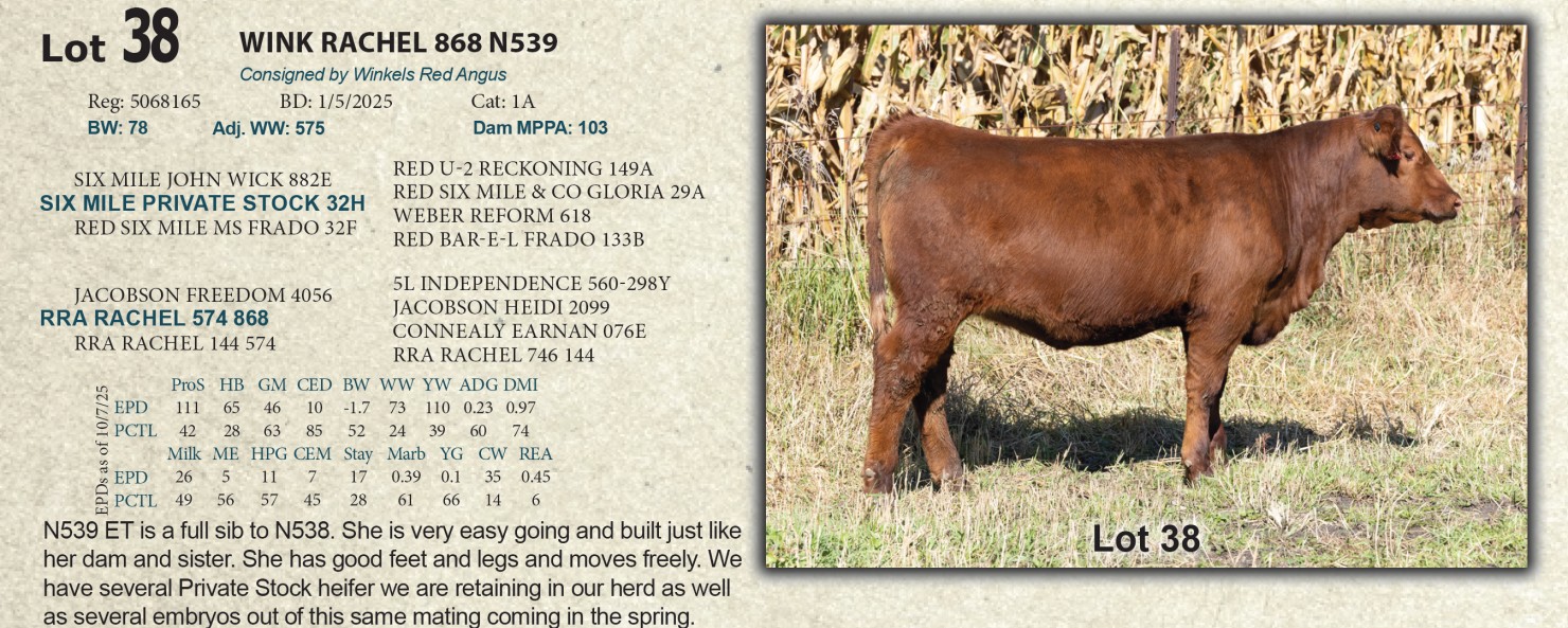 Lot 38 - WINK RACHEL 868 N539: Legends of the Fall Red Angus Female ...
