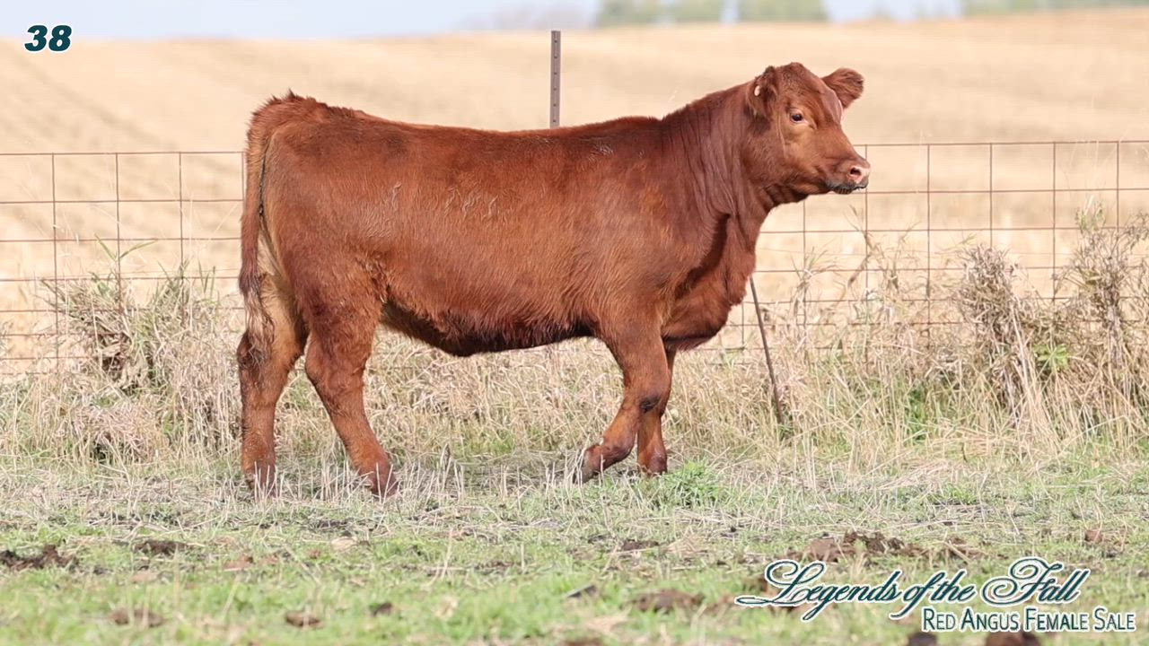 Lot 38 - WINK RACHEL 868 N539: Legends of the Fall Red Angus Female ...