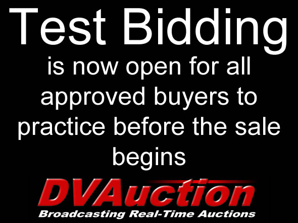 test: King Ranch, Inc. - 2025 Fall Bull Sale | DVAuction