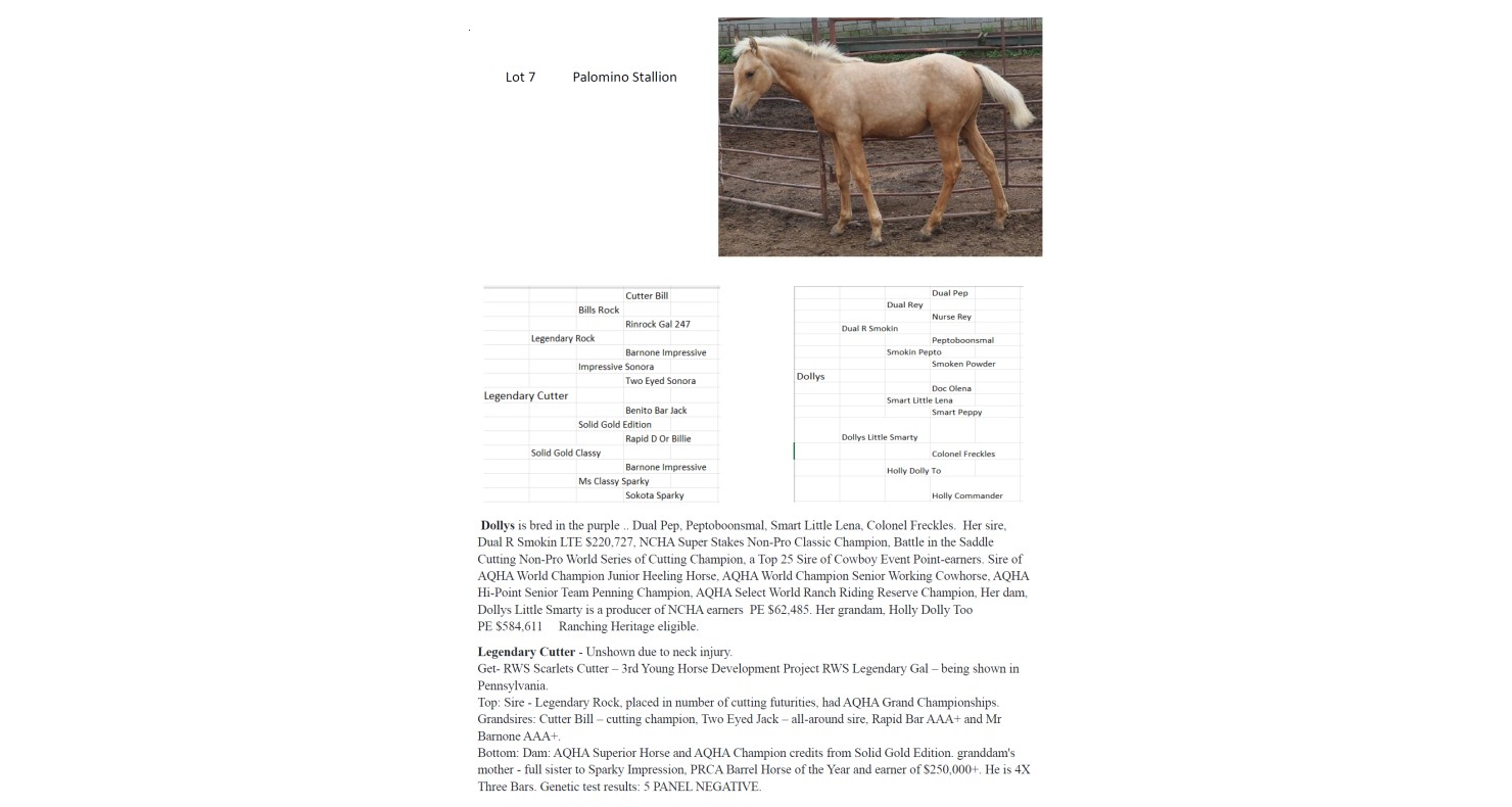 Lot 7 - Dollys: Raymond Sutton Ranch - 74th Annual Production Sale ...