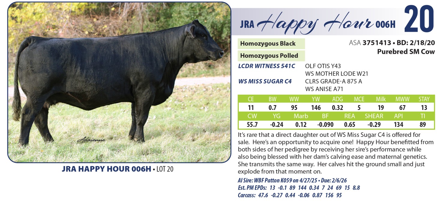 Lot 20: Anderson Cattle Company - New Beginnings Simmental Female Sale ...