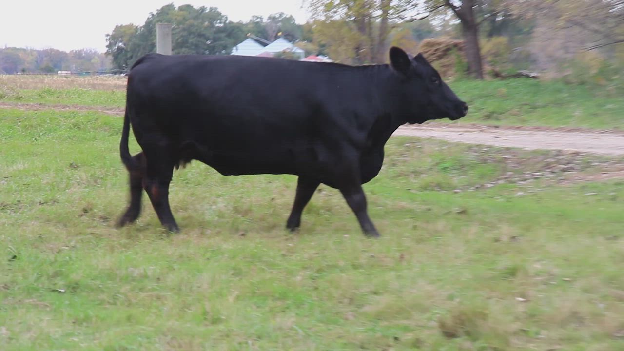 Lot 10: Anderson Cattle Company - New Beginnings Simmental Female Sale ...