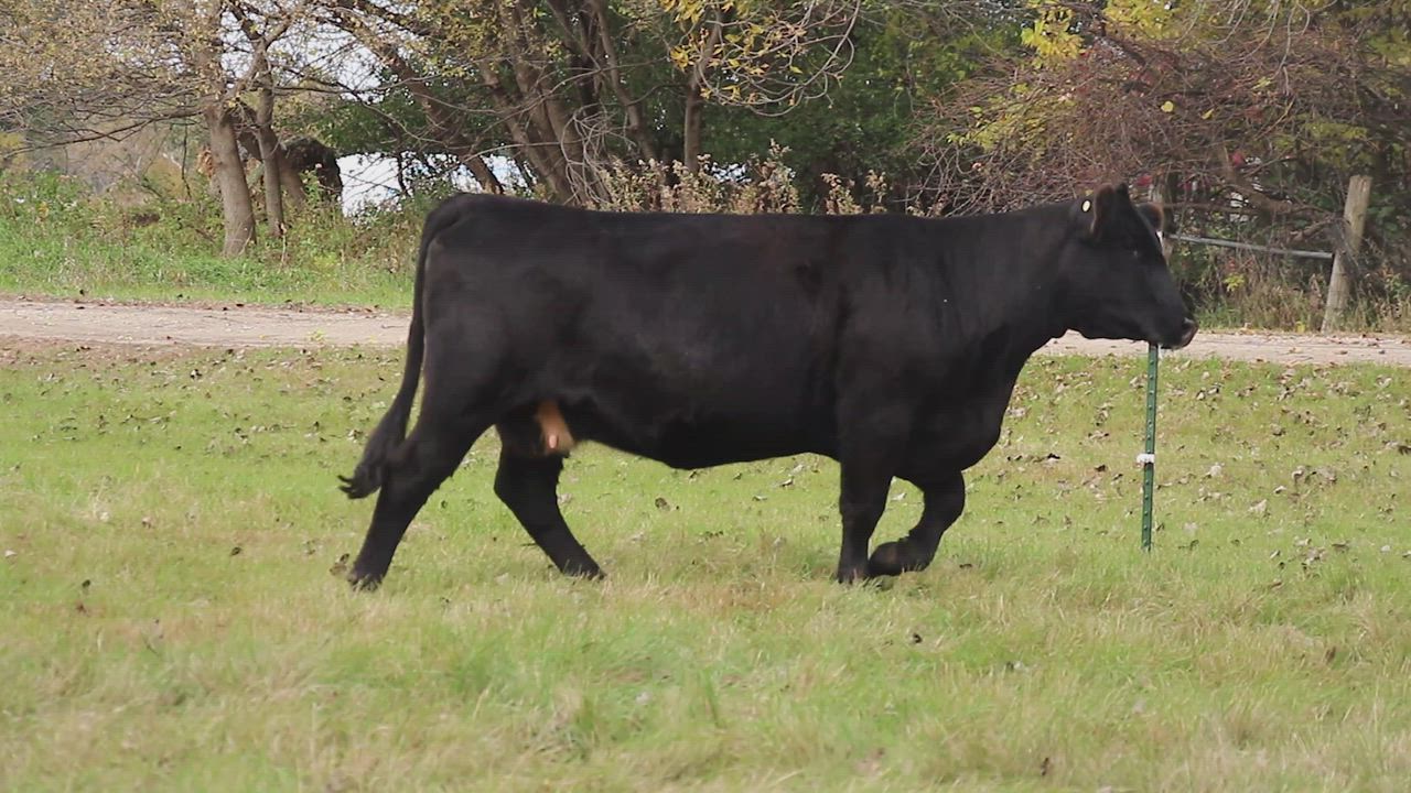 Lot 11: Anderson Cattle Company - New Beginnings Simmental Female Sale ...