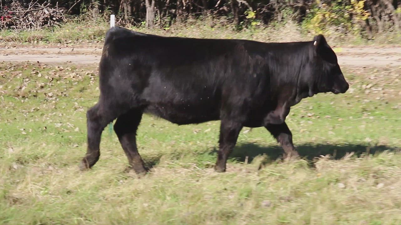 Lot 27: Anderson Cattle Company - New Beginnings Simmental Female Sale ...