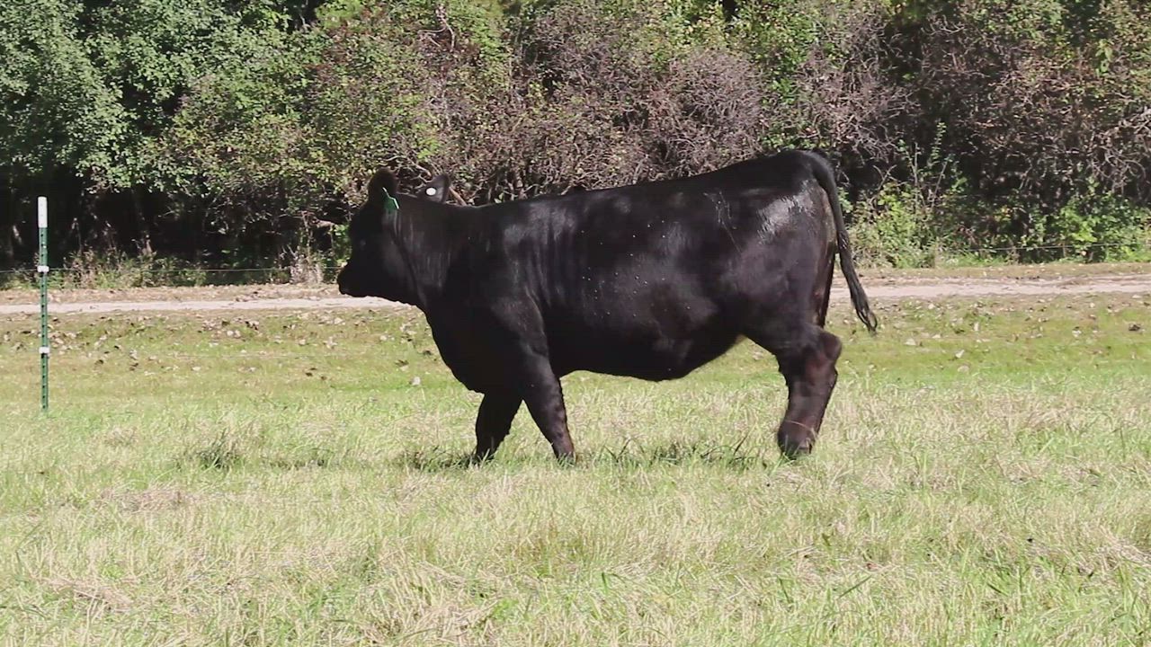 Lot 28: Anderson Cattle Company - New Beginnings Simmental Female Sale ...