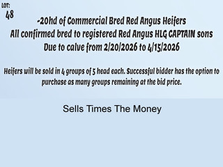 Lot 48-3: Gregg Red Angus & Todd Weber Charolais | DVAuction