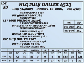Lot 57: Gregg Red Angus & Todd Weber Charolais | DVAuction