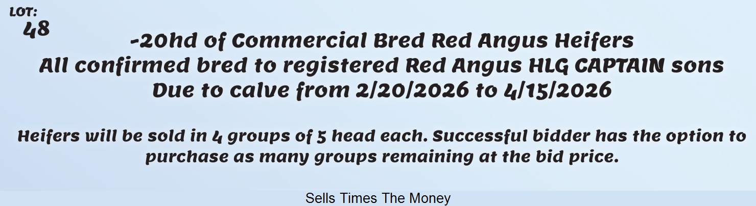 Lot 48-3: Gregg Red Angus & Todd Weber Charolais | DVAuction