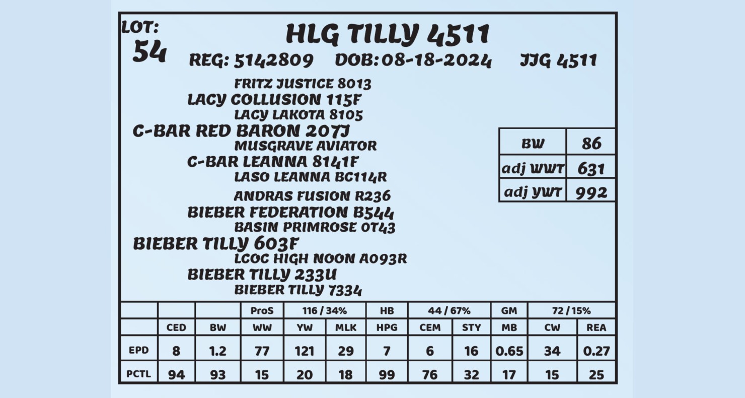 Lot 54: Gregg Red Angus & Todd Weber Charolais | DVAuction
