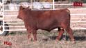 12/6/25 Gregg Ranch Red Angus & Todd Weber Charolais Lots | DVAuction