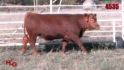 12/6/25 Gregg Ranch Red Angus & Todd Weber Charolais Lots | DVAuction