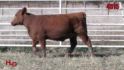 Lot 51: Gregg Red Angus & Todd Weber Charolais | DVAuction