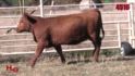 Lot 55: Gregg Red Angus & Todd Weber Charolais | DVAuction