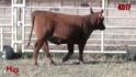 Lot 56: Gregg Red Angus & Todd Weber Charolais | DVAuction