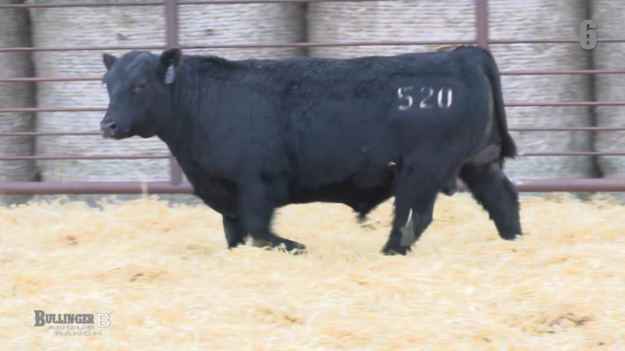 Lot 6 - BAR Glacier 520: Bullinger Angus Ranch - Annual Production Sale ...