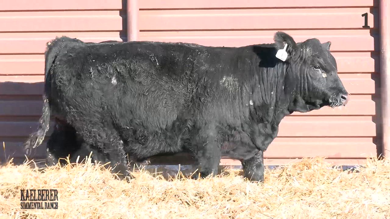 Lot 1: Kaelberer Simmentals Ranch - Annual Production Sale | DVAuction